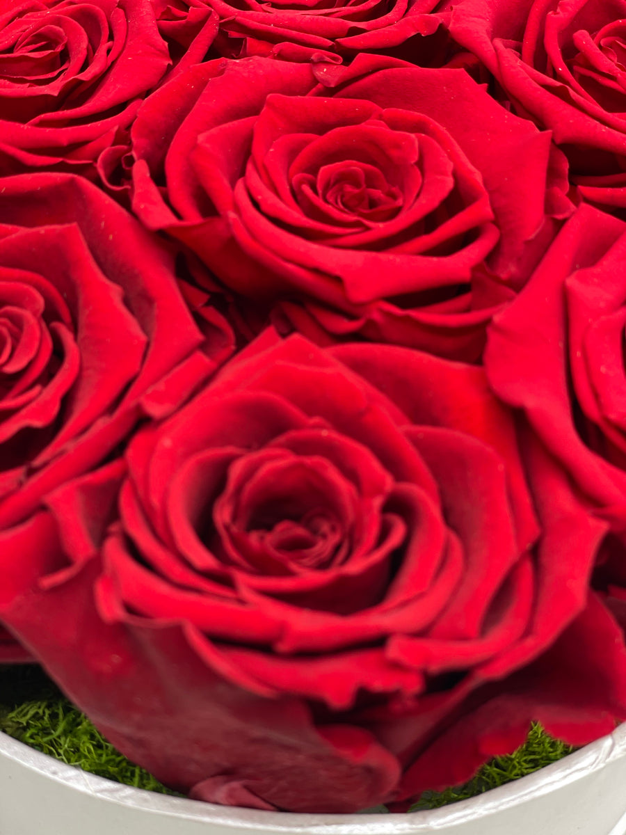 Everlasting Preserved 7 Red Roses – MCROSES.COM